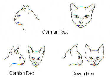FiFe- und WCF-Standard der German Rex